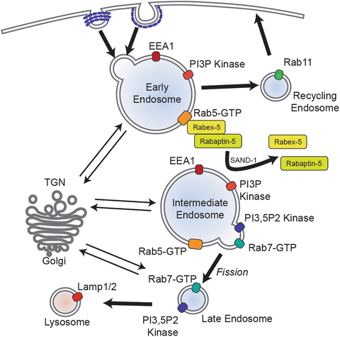 Early Endosome Morphology in Health and Disease | SpringerLink