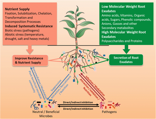 Root Exudates Dominate the Colonization of Pathogen and Plant Growth ...