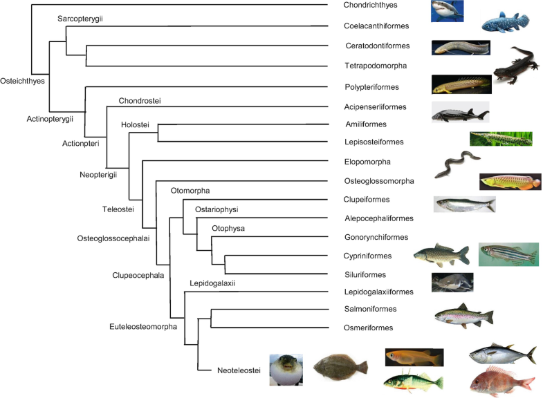 Osteichthyes: Immune Systems of Teleosts (Actinopterygii) | SpringerLink