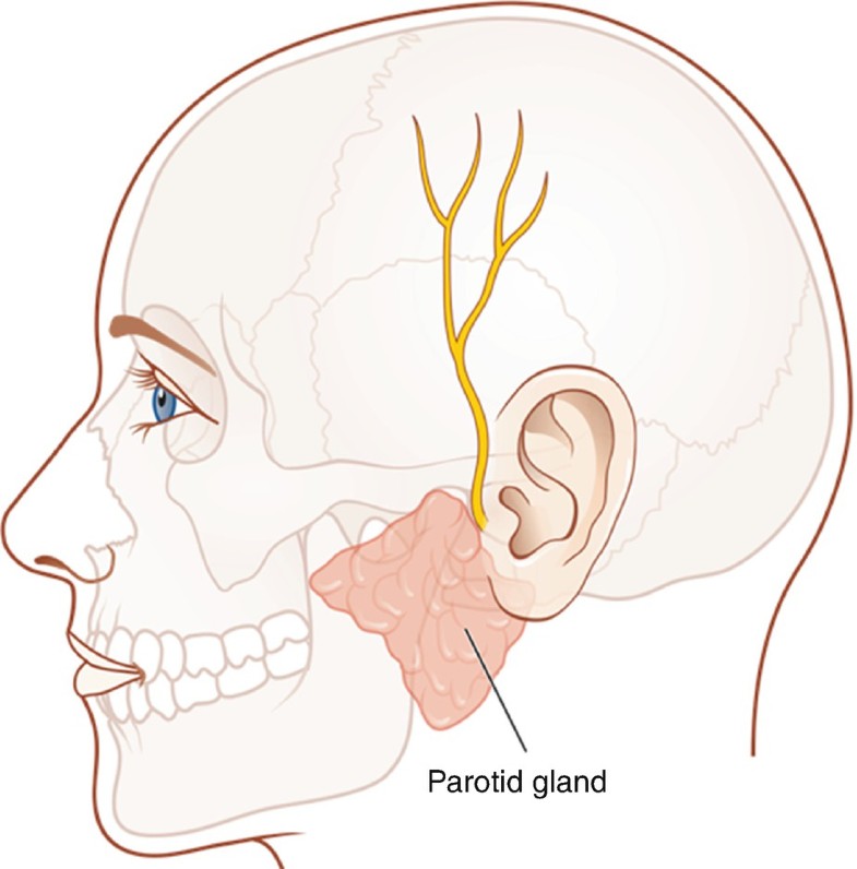 Temple Surgery | SpringerLink