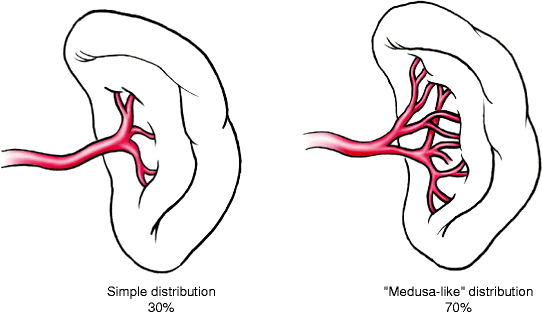 Spleen | SpringerLink
