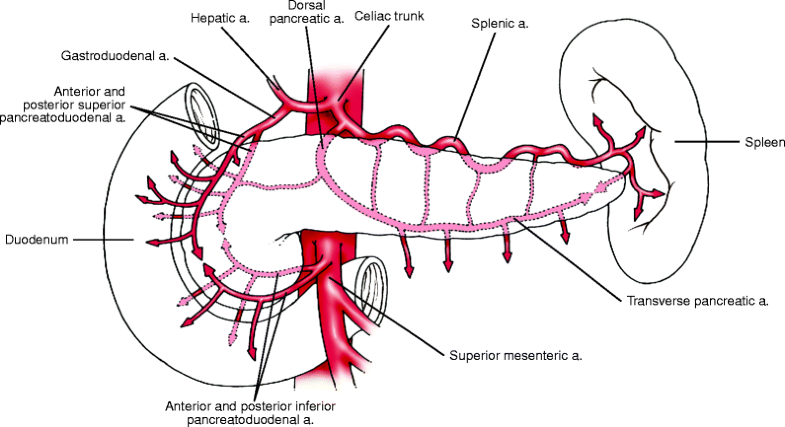 Spleen | SpringerLink