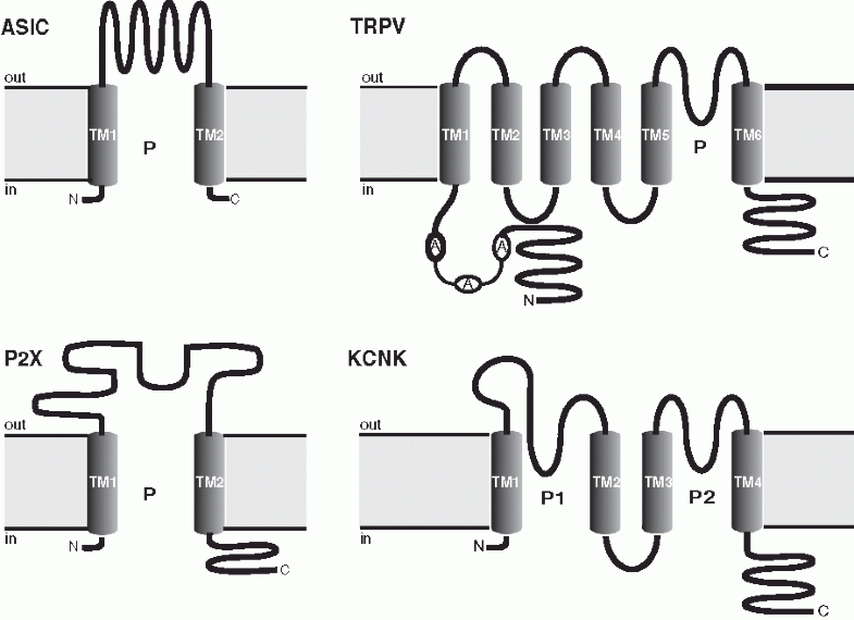 Acid-Sensitive Ion Channels and Receptors | SpringerLink
