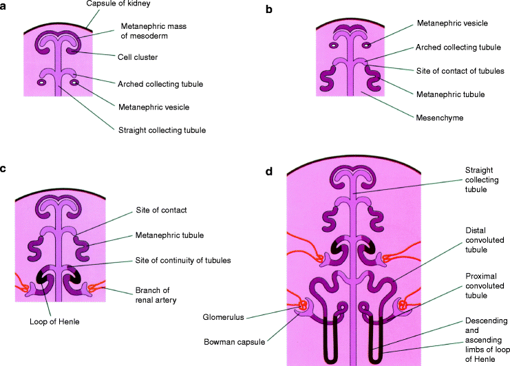 Embryology of the Kidney | SpringerLink