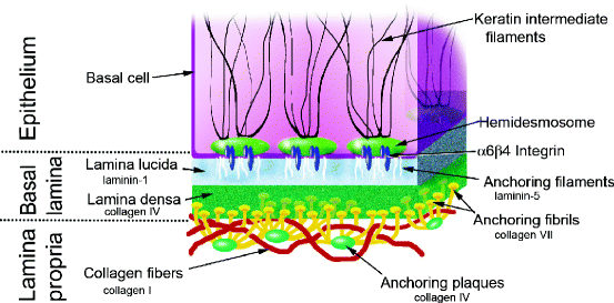 Basal Laminas and Epithelia | SpringerLink