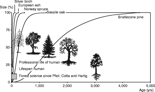 Forest Dynamics, Growth, and Yield | SpringerLink