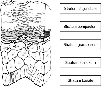 The Stratum Corneum and Aging | SpringerLink