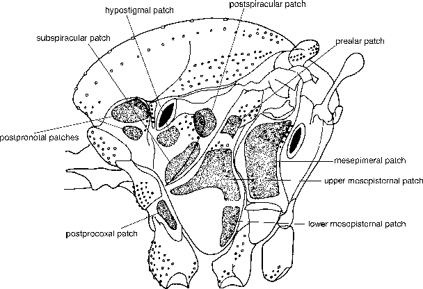 Morphology of Mosquitoes | SpringerLink