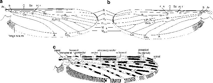 Morphology of Mosquitoes | SpringerLink