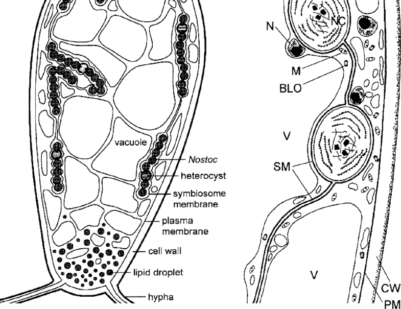 Symbiosis: The Art of Living | SpringerLink