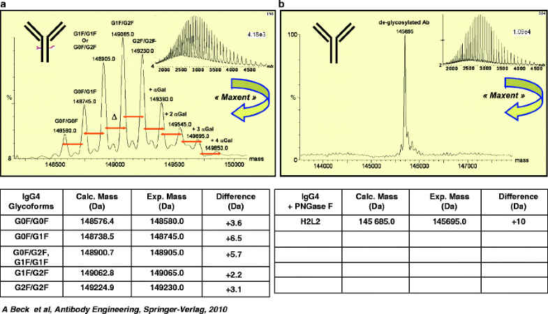 Structural Characterization of Antibodies by Mass Spectrometry ...