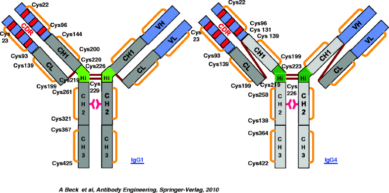 Structural Characterization of Antibodies by Mass Spectrometry ...