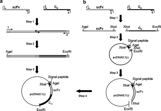 Generation of Single-Chain Fv Fragments and Multivalent Derivatives ...