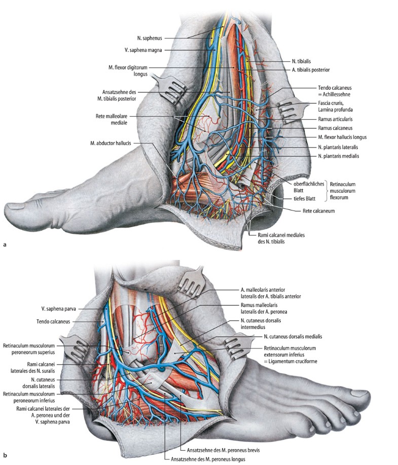 Anatomie der Gefäße und operative Zugangswege | SpringerLink