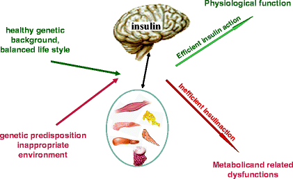 The Brain-insulin Connection, Metabolic Diseases and Related ...
