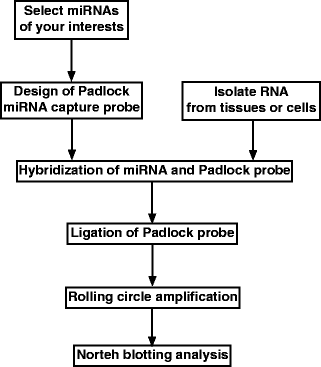 Padlock-Probes and Rolling-Circle Amplification | SpringerLink