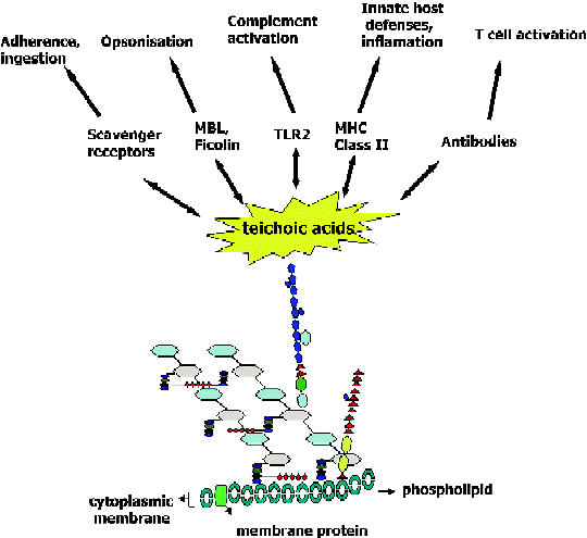Structure, Biosynthesis, and Function of Teichoic Acids and Related Cell Wall Glycopolymers in ...