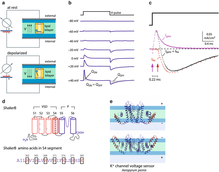 Electrical Activity in Neurons | SpringerLink