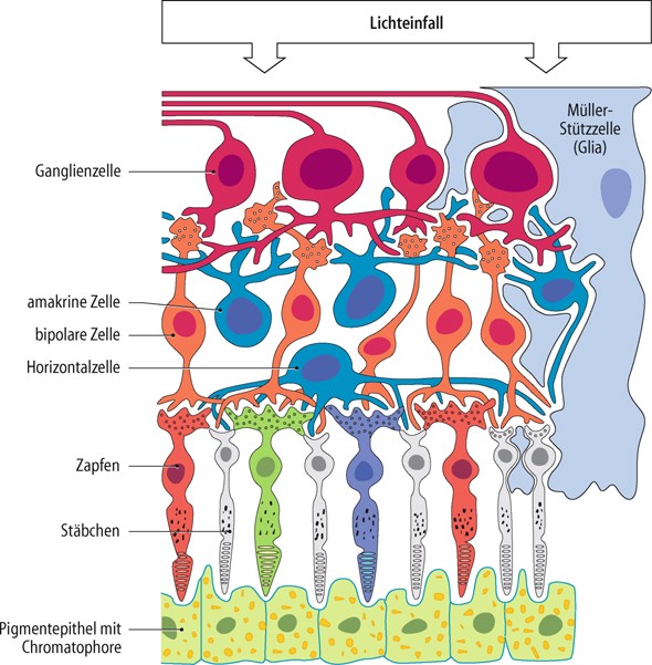 Netzhaut | SpringerLink
