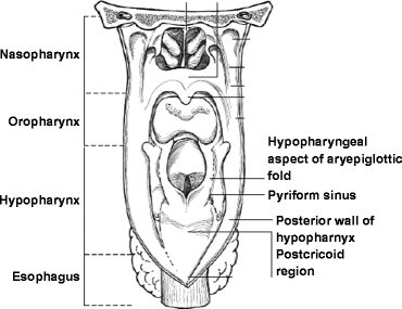 Head and Neck Cancers | SpringerLink