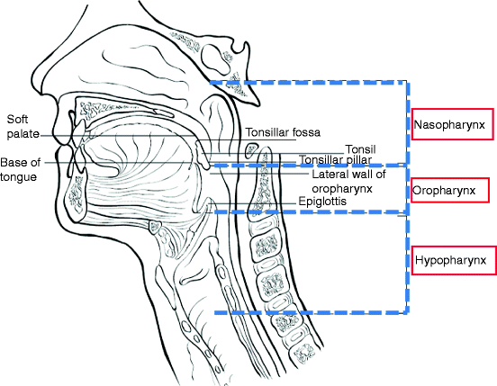 Head and Neck Cancers | SpringerLink