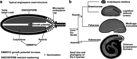 Dormancy in Plant Seeds | SpringerLink