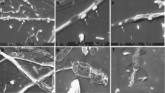 Bacillus and Paenibacillus spp.: Potential PGPR for Sustainable ...