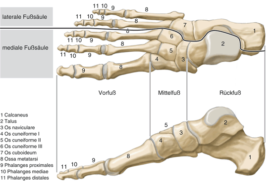 Anatomie und Biomechanik des Fußes | SpringerLink