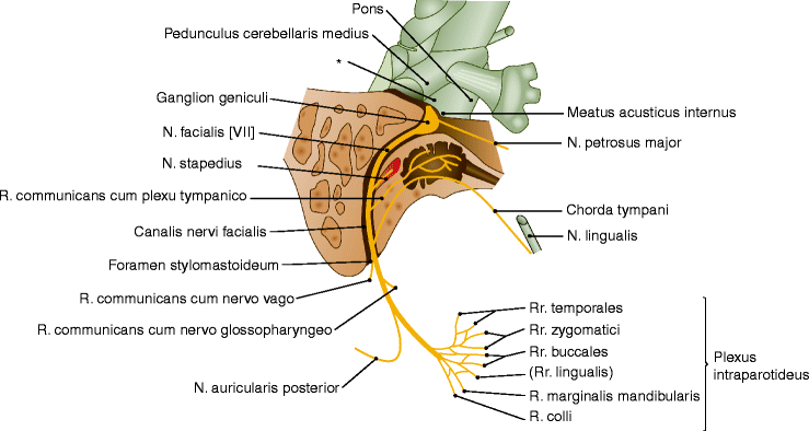 Nerve Injuries in Traumatic Head Injury: When To Explore/Suture ...