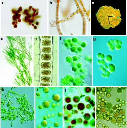Eukaryotic Algae | SpringerLink