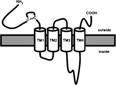Chloride Ion Channels: Structure, Functions, and Blockers | SpringerLink
