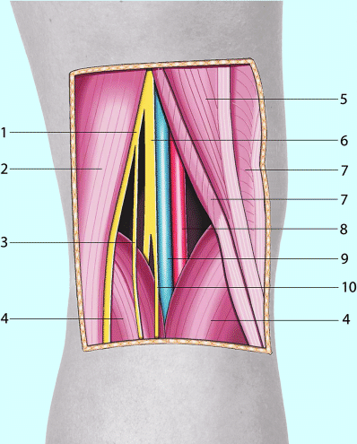 Distale N.-ischiadicus-Blockade (Poplitealblock) | SpringerLink