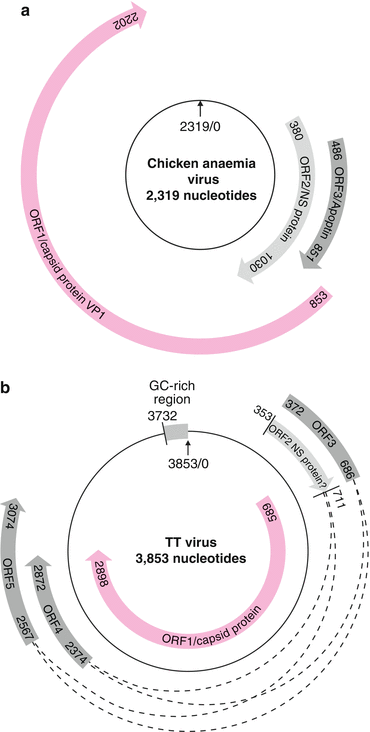 Viruses with a Single-Stranded DNA Genome | SpringerLink