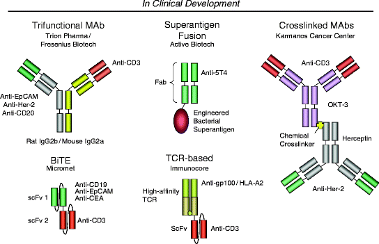 Bispecific T Cell Engager for Cancer Therapy | SpringerLink