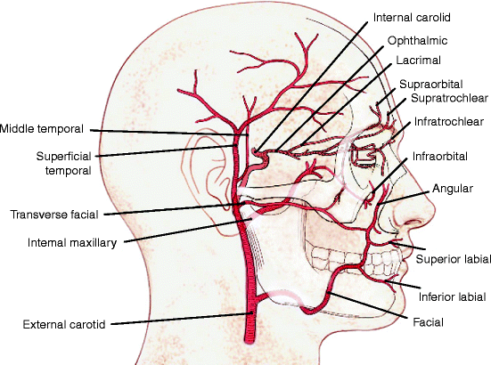 Anatomy of the Face and Neck | SpringerLink