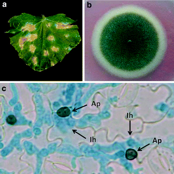 Appressorium Function in Colletotrichum orbiculare and Prospect for ...