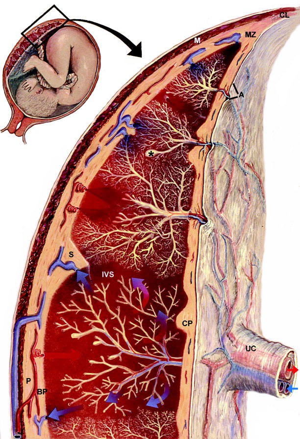 Placental Types | SpringerLink