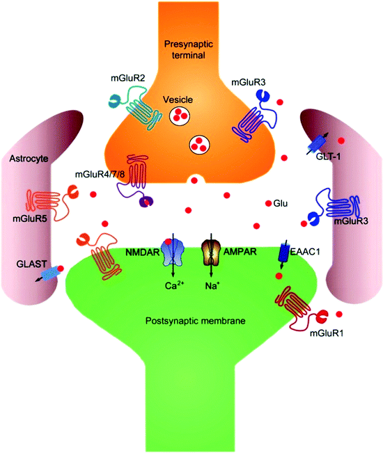 Metabotropic Glutamate Receptors for New Treatments in Schizophrenia ...