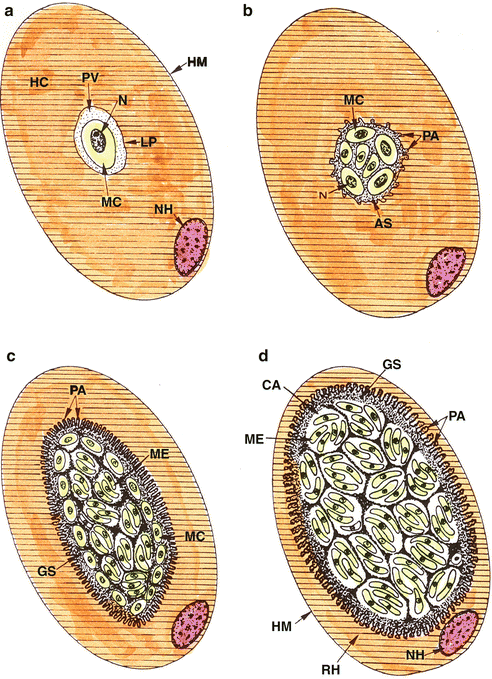 Sarcocystis | SpringerLink