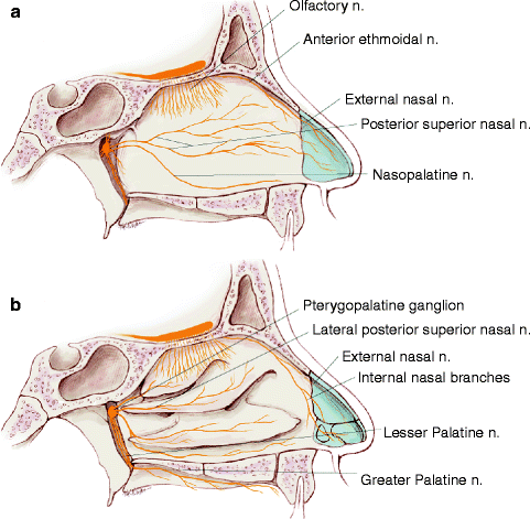 Neurologic Anatomy of the Nose | SpringerLink