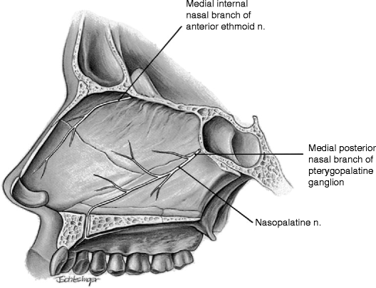Surgical Anatomy of the Nose | SpringerLink