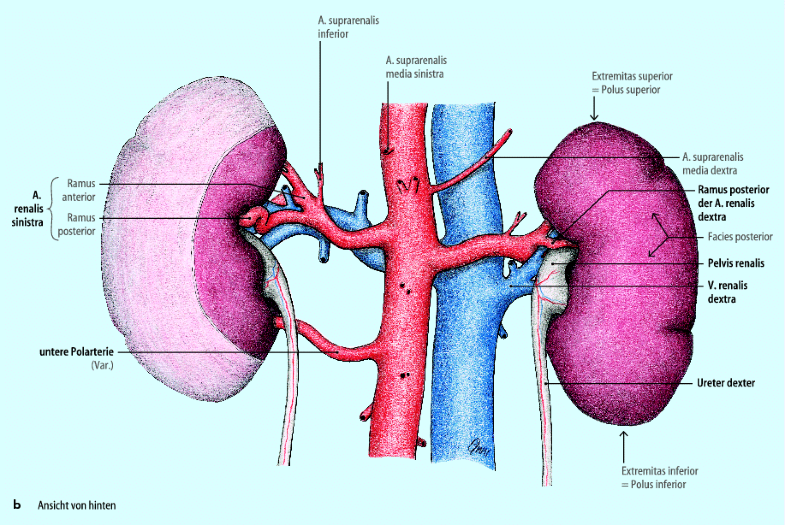 Anatomie und Physiologie der Niere | SpringerLink