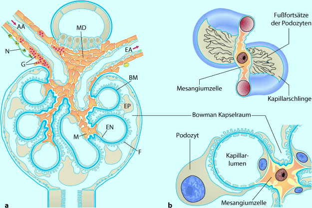 Anatomie und Physiologie der Niere | SpringerLink