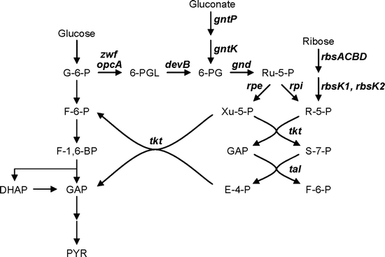 Regulation of Sugar Uptake, Glycolysis, and the Pentose Phosphate ...