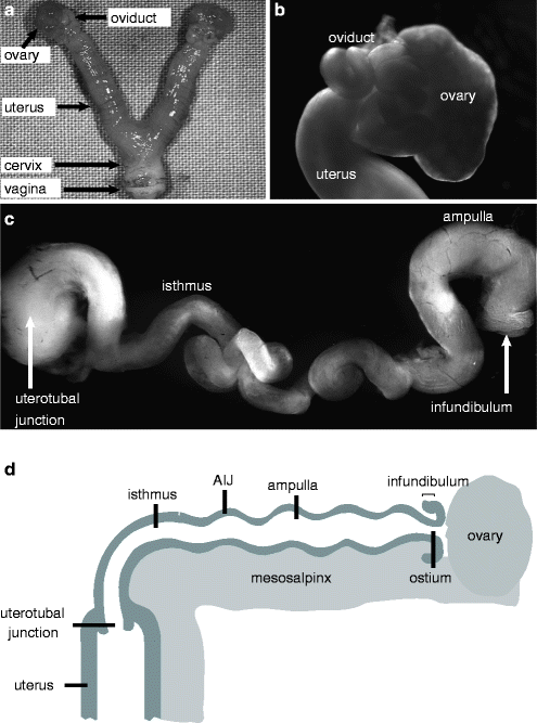 Mouse Oviduct Development | SpringerLink