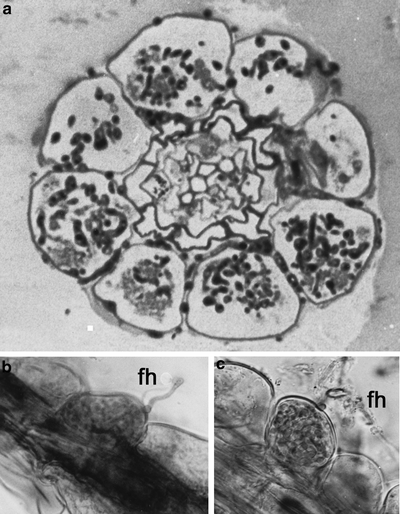 14 Genetic Diversity and Functional Aspects of Ericoid Mycorrhizal ...