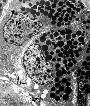 The Boar Reproductive System | SpringerLink