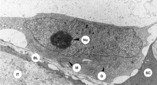 The Boar Reproductive System | SpringerLink