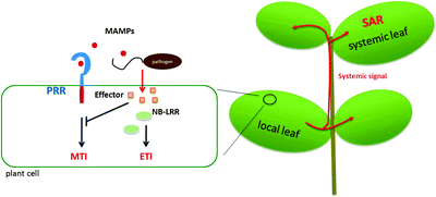 Epigenetic Control of Plant Immunity | SpringerLink