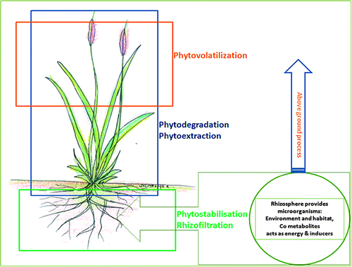Phytoremediation Protocols: An Overview | SpringerLink